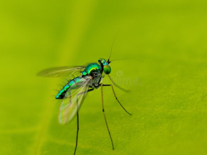 Small Green Flies on the Leaves Background Stock Photo - Image of tree ...
