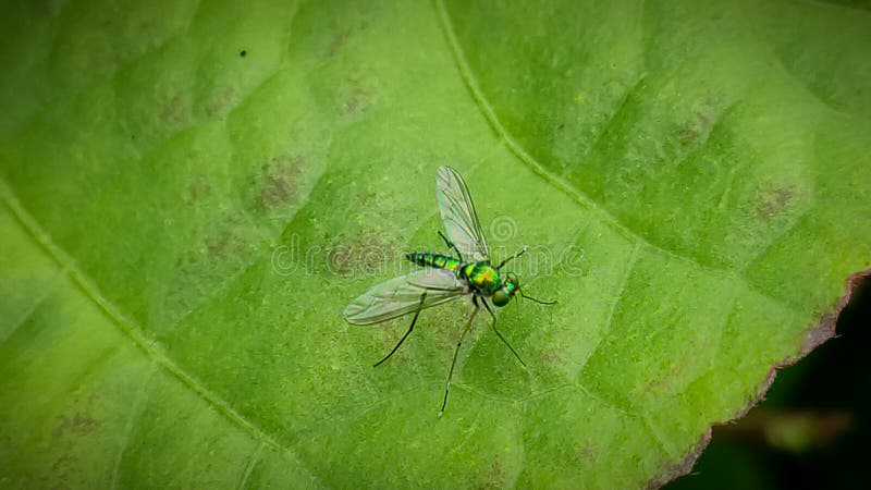 Small Green Fly on Green Leaf Stock Photo - Image of beetle, nature ...