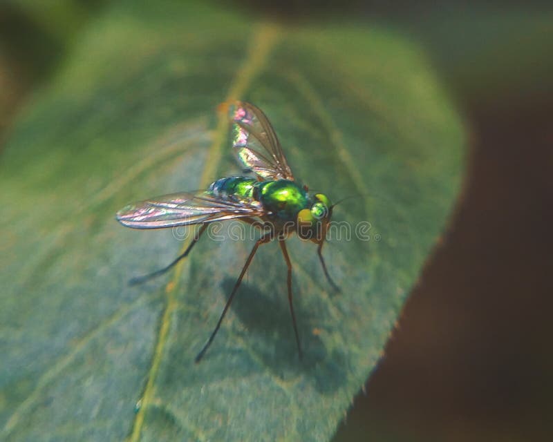 A Small Green Fly Stands on a Leaf Stock Photo - Image of leaf, macro ...