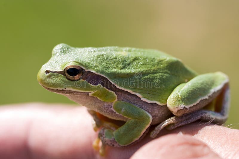 Small green frog stock image. Image of small, green, close - 11471369