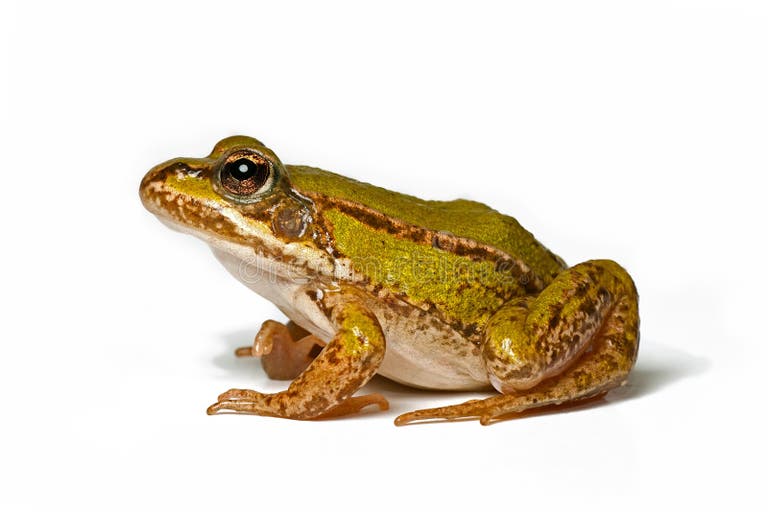 1,167 Frog Profile Stock Photos - Free & Royalty-Free Stock Photos from ...
