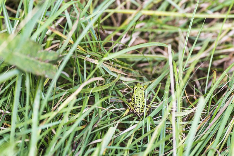 Small Green Frog in the Grass Stock Image - Image of wilderness ...