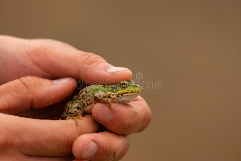 Frog on the hand stock photo. Image of animal, live, bossy - 88456808