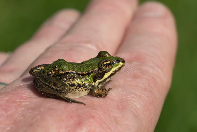 Small green frog on hand stock photo. Image of human - 185735836