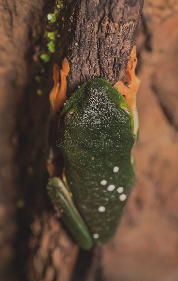 Small Green Frog on a Wood in the Forest Stock Photo - Image of tree ...