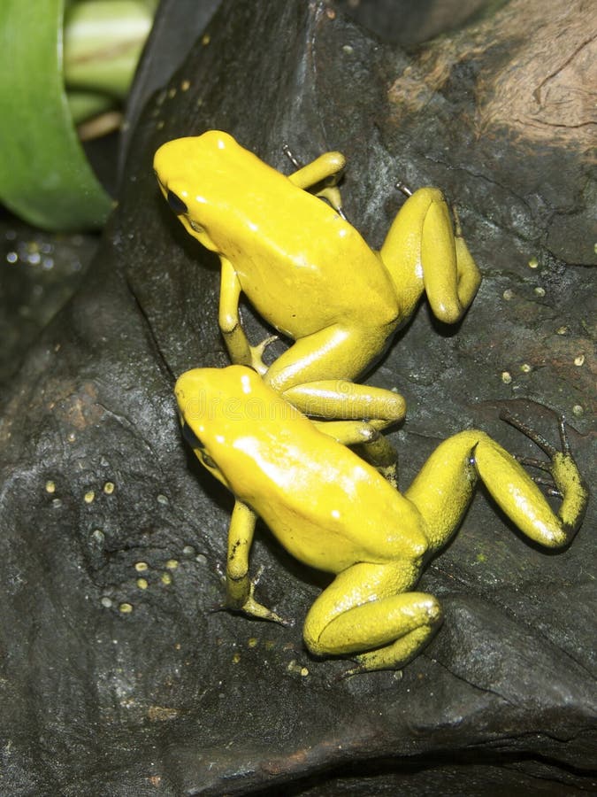 Small green frogs stock photo. Image of amphibian, bright - 19828194