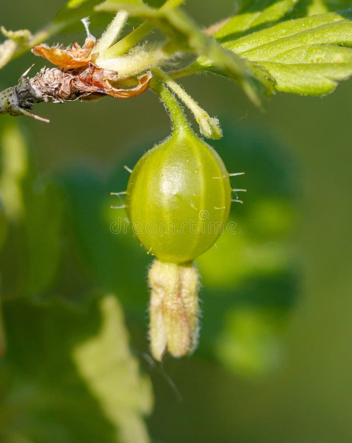 A Small Green Fruit is Hanging from a Tree Stock Image - Image of fruit ...