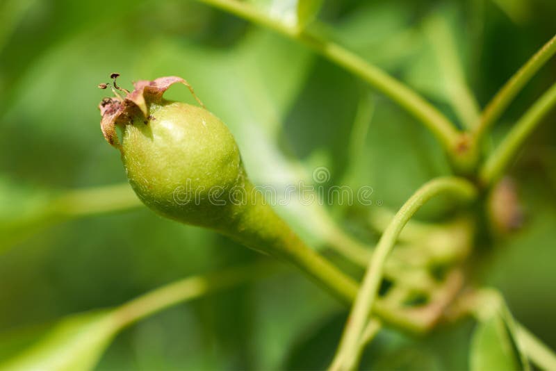 Small Green Fruit Pear Tree Grows in Garden Stock Image - Image of ...