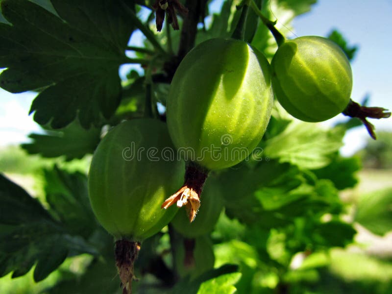 A small green fruit stock image. Image of nature, flower - 117583131