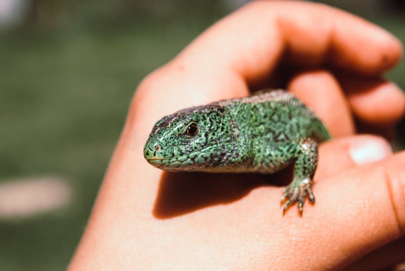 Garden Lizard Looking. these Changeable Lizards are Territorial Stock ...