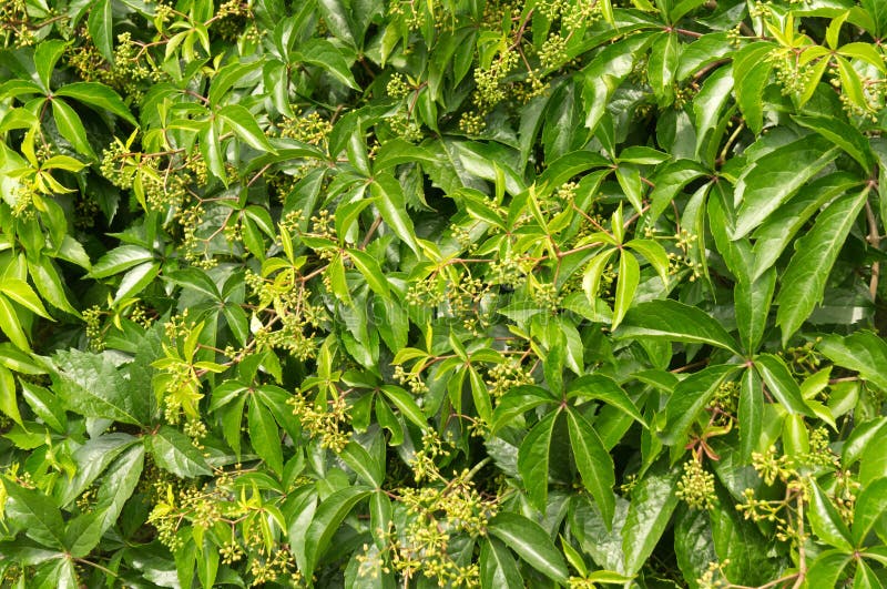 Small Green Grapes at Vine Climbing at Wall Stock Photo - Image of ...