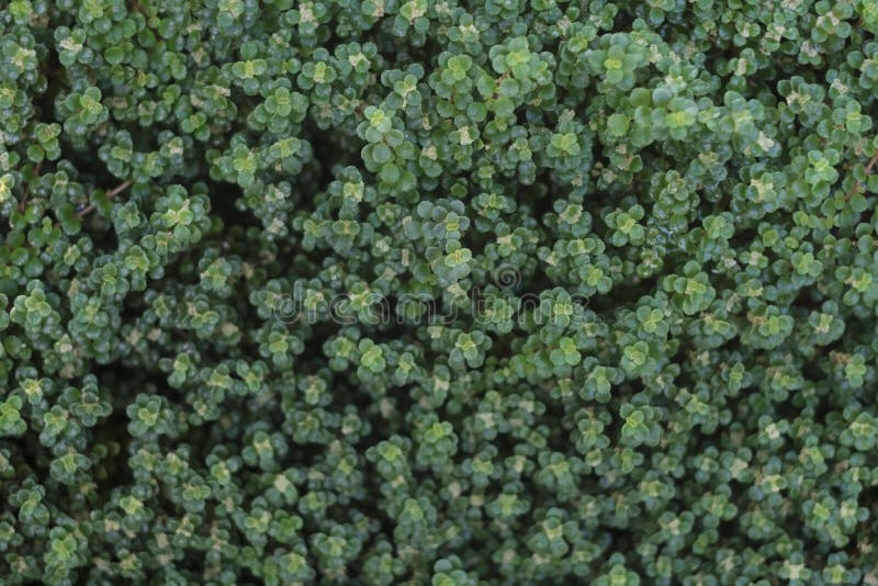 Small Green Grass Field Top View. Close Up. Stock Photo - Image of ...