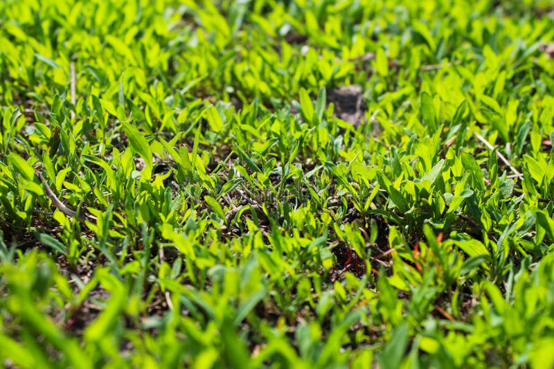 Small Green Grass Texture. Natural Green Background Stock Photo - Image ...