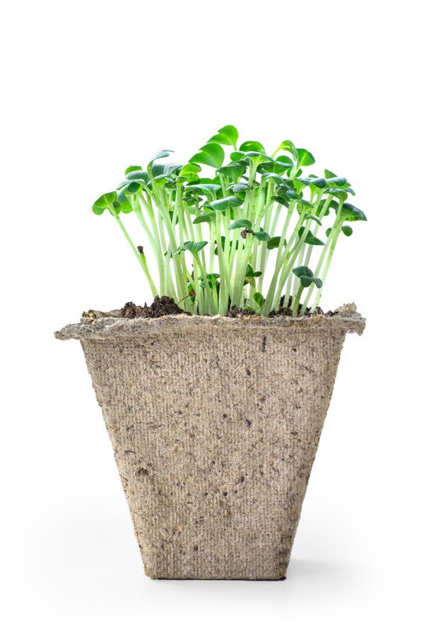 Small Green Growing Plant into Peat Pot Side View Stock Image - Image ...
