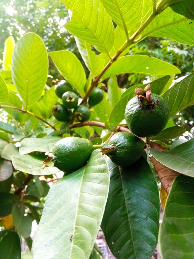 Small Green Guava Fruit in Rainy Season Stock Photo - Image of garden ...