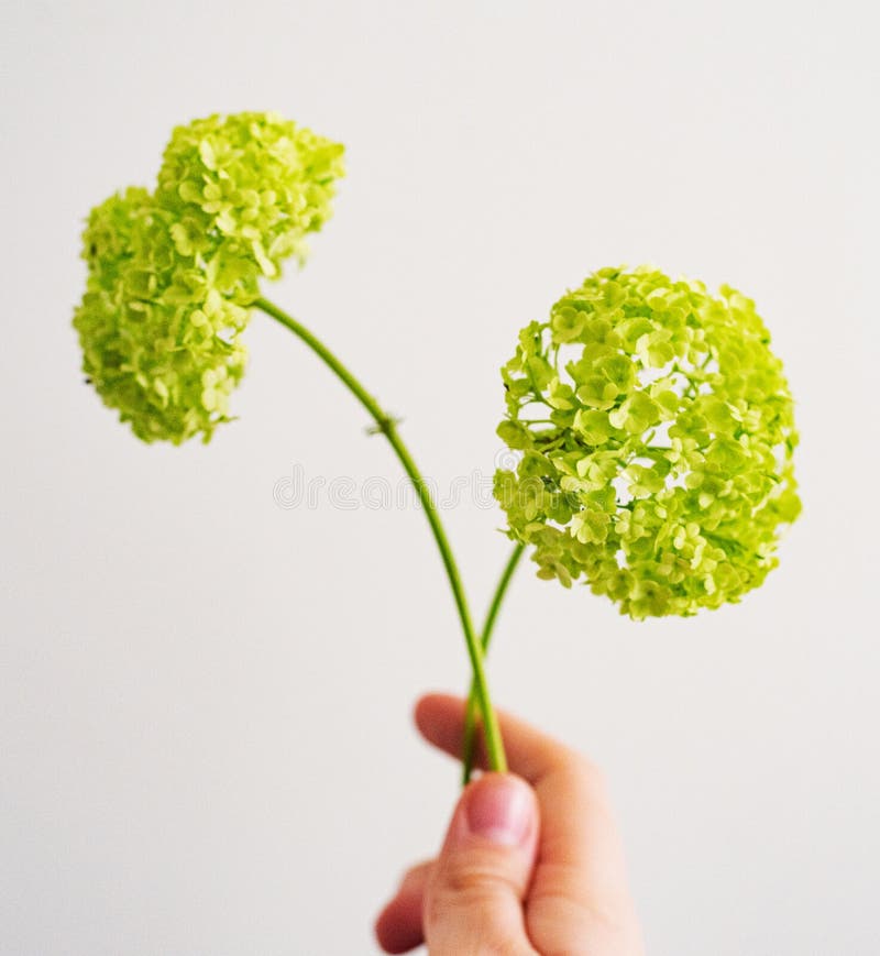 Small Green Hydrangea Flowers on a Light Background Stock Photo - Image ...