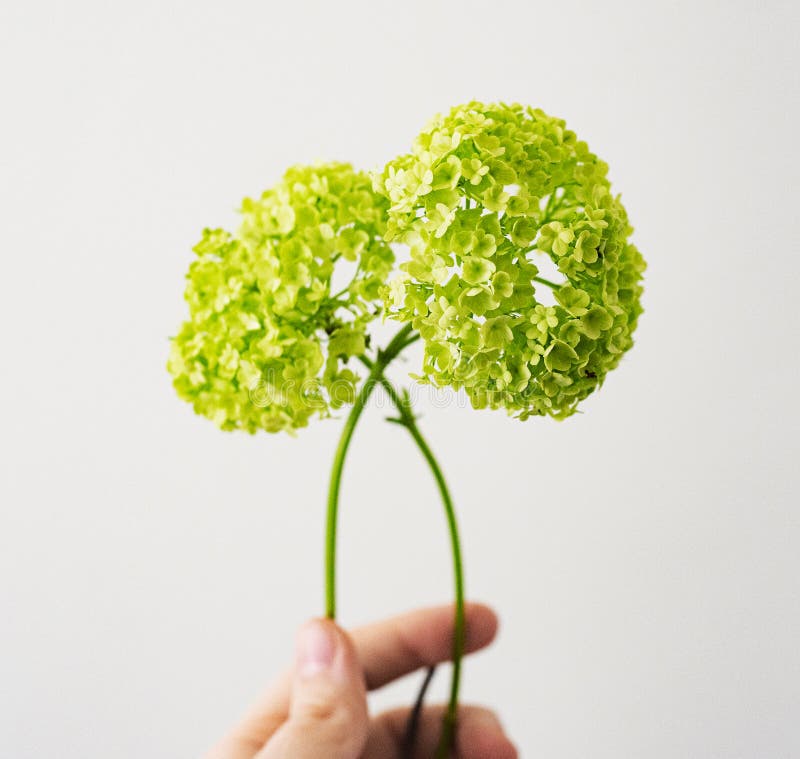 Small Green Hydrangea Flowers on a Light Background Stock Image - Image ...