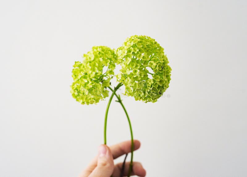 Small Green Hydrangea Flowers on a Light Background Stock Image - Image ...
