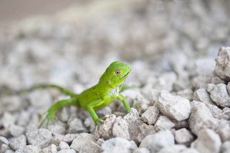 Small Green Iguana Close Up Stock Image - Image of questioning, closeup ...