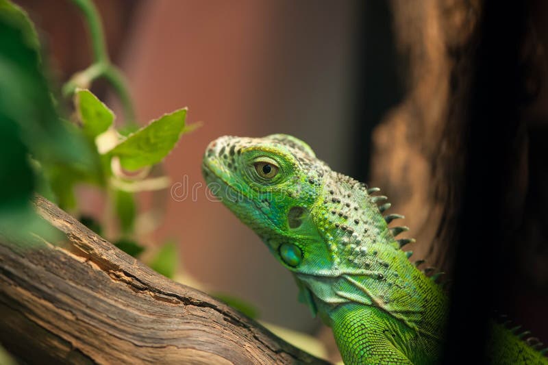 Small green iguana stock image. Image of green, environment - 140293447