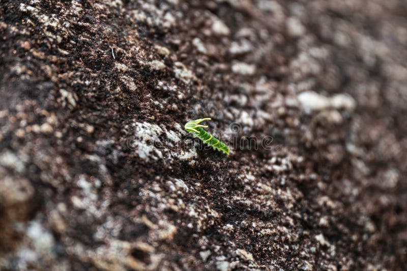 A Small Green Insect with Horns Climbing on Natural Rock Stock Photo ...