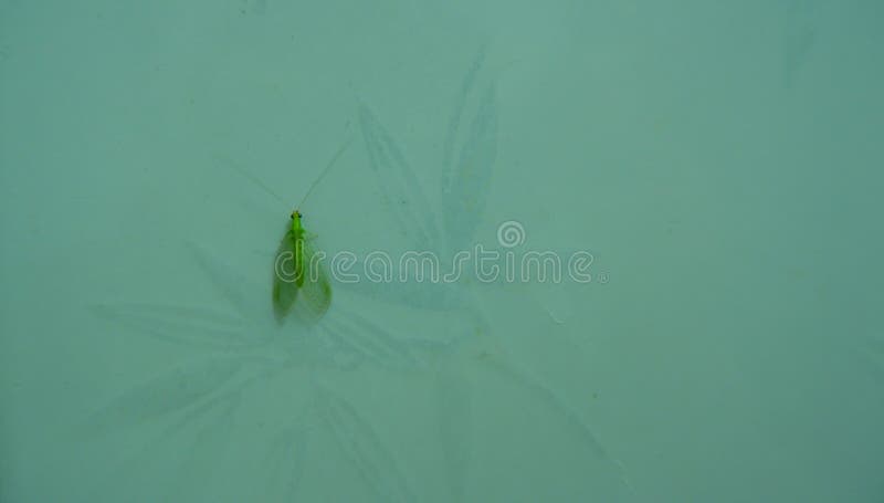 A Small Green Insect with Wings Stock Photo - Image of invertebrate ...