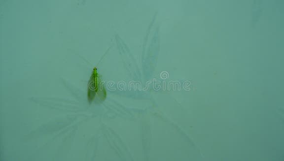 A Small Green Insect with Wings Stock Photo - Image of invertebrate ...