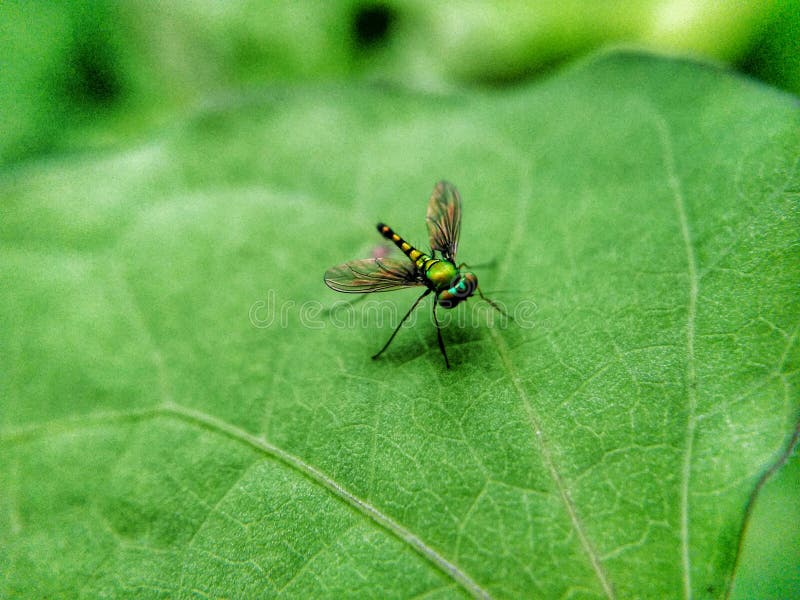 Green Insects on Green Leaf, Natural, Nature, Macro Photographs Stock ...