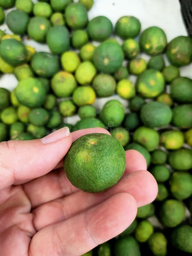 A Small Green Kaffir Lime Fruit. Stock Image - Image of kafir, asian ...