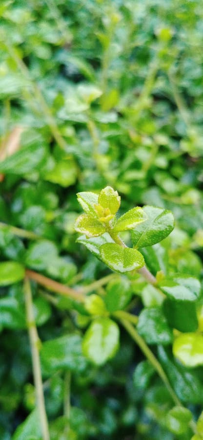 Small green leaf stock photo. Image of nature, blossom - 187038782