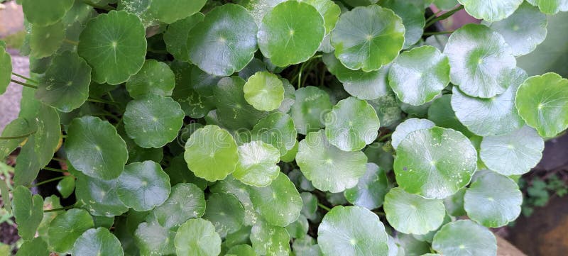 Small Green Leaf Collections Special Stock Image - Image of leaf ...