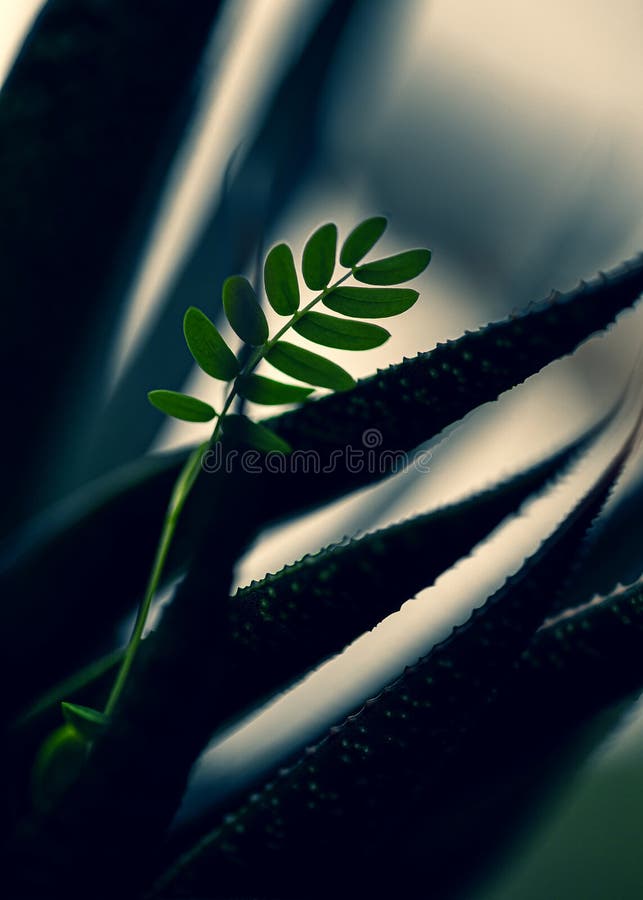 Small Green Leaf Emerging between Aloe Vera Leaves Stock Image - Image ...