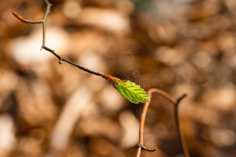 A Small Green Leaf when Emerging in Bloom Stock Photo - Image of long ...