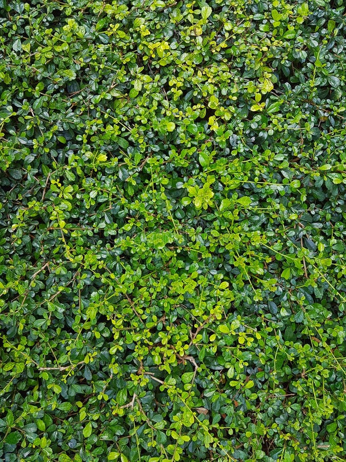 Small Green Leaf in Garden Background Stock Image - Image of design ...