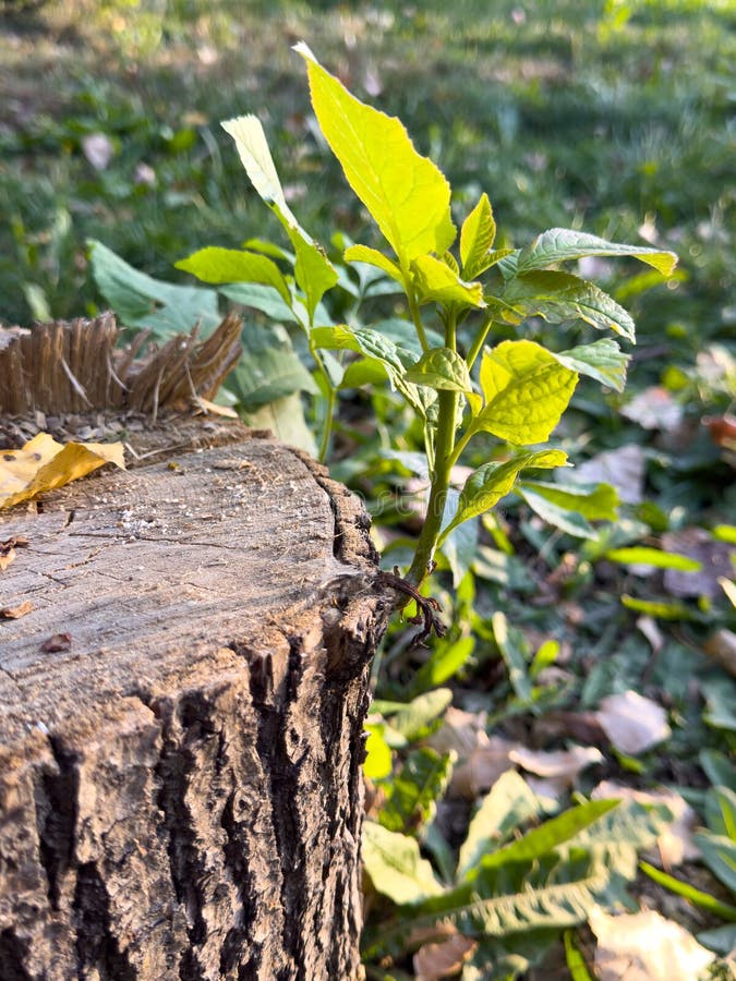 A Small Green Leaf is Growing Out of a Tree Stump Stock Photo - Image ...