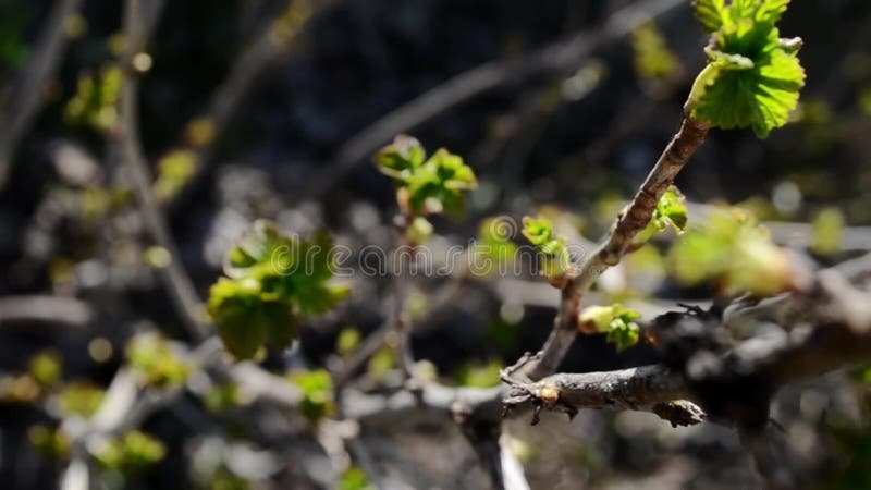 Small Green Leaf is Growing on a Plant Stock Video - Video of nature ...