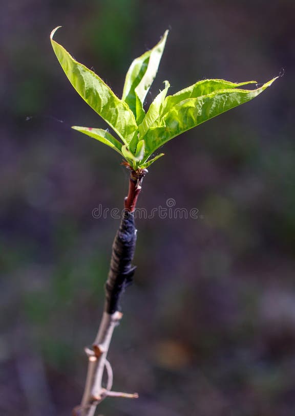 A Small Green Leaf is Growing on a Stem Stock Photo - Image of closeup ...