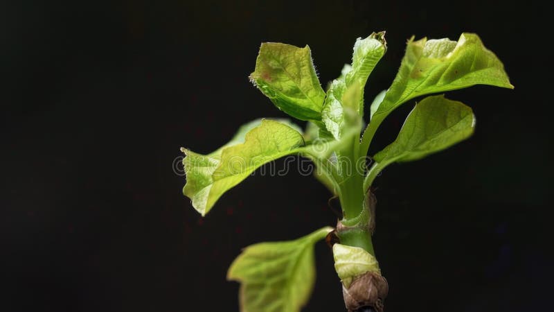 Small Green Leaf is Growing from a Stem Stock Video - Video of leaf ...