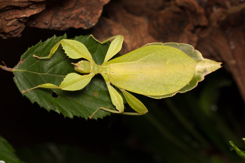A Leaf Insect on a Green Leaf Stock Photo - Image of macro, closeup ...