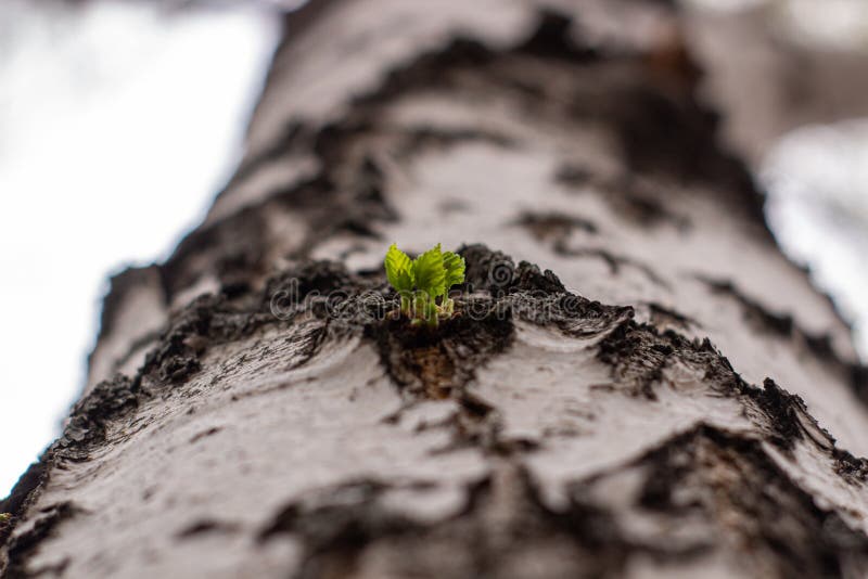 A Small Green Leaf Sprout Appeared from the Trunk of a Birch Tree Stock ...