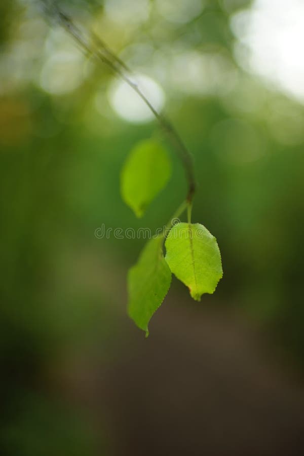 Small Green Leaf on the Tree Branch in Summer Forest Stock Photo ...