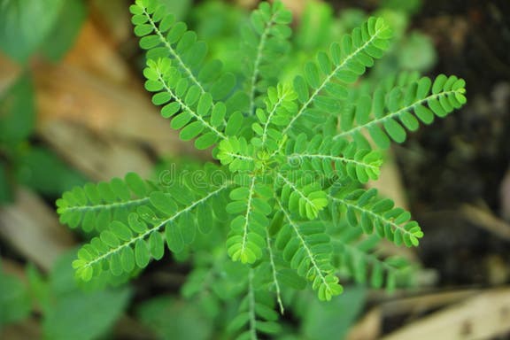 A Small, Green-leafed Tree Growing in Your Yard Stock Image - Image of ...