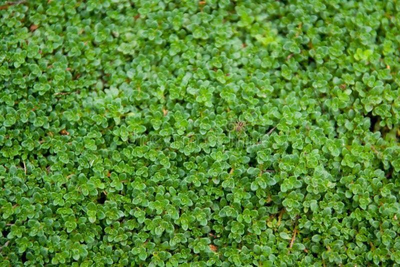 Small green leafs stock photo. Image of leafs, green - 16657348