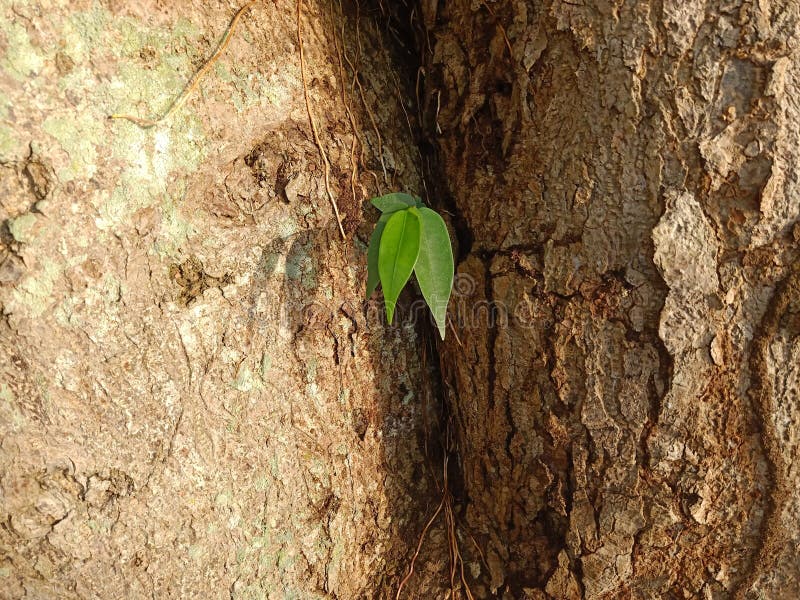 A New Life of Tree Growing in the Slit of Tree Surface Stock Image ...