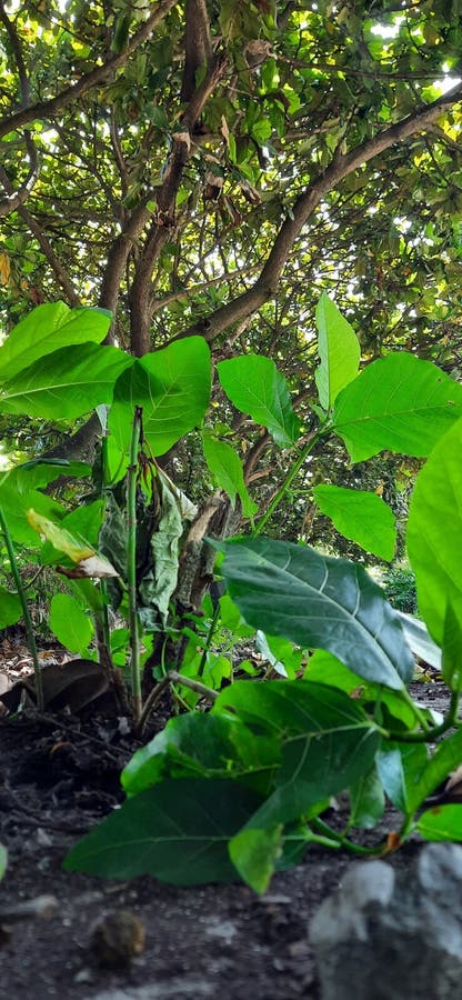 A Small Green Leafy Plant Under a Big Tree Stock Photo - Image of ...