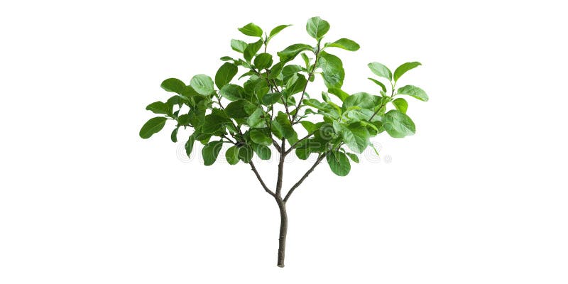 Small Green Leafy Tree Isolated on Transparent Background Stock Image ...