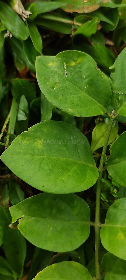 Small green leaves stock image. Image of produce, shrub - 209246493