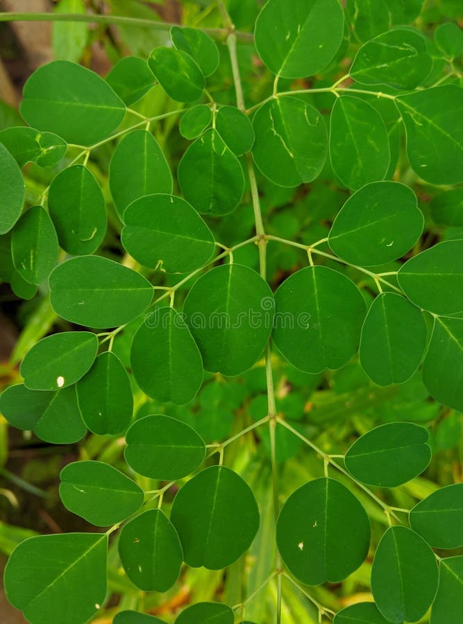 Small Green leaves stock image. Image of maple, produce - 210434063