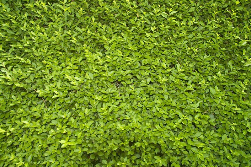 Small Green Leaves Stock Photography - Image: 5913442