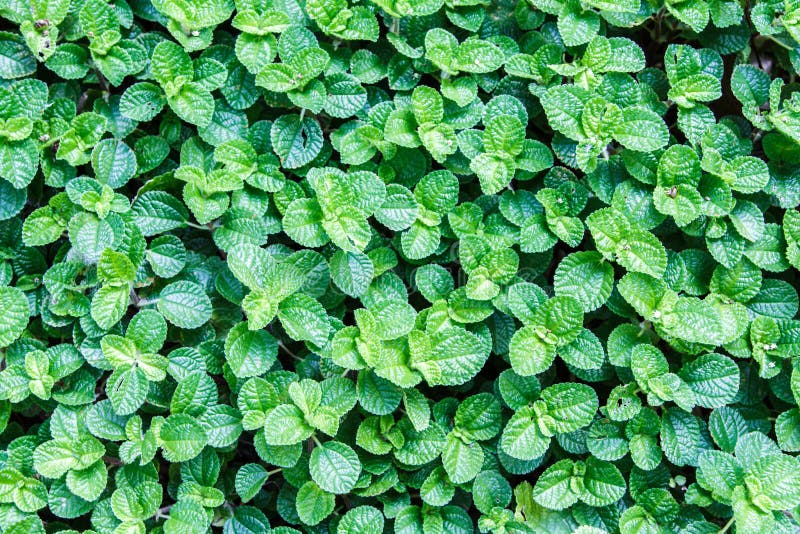 Small Green Leaves Abstract Stock Photo - Image of natural, outdoors ...